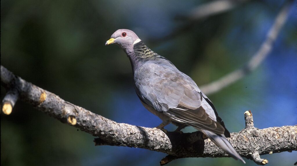 Nature Museum | Project Passenger Pigeon