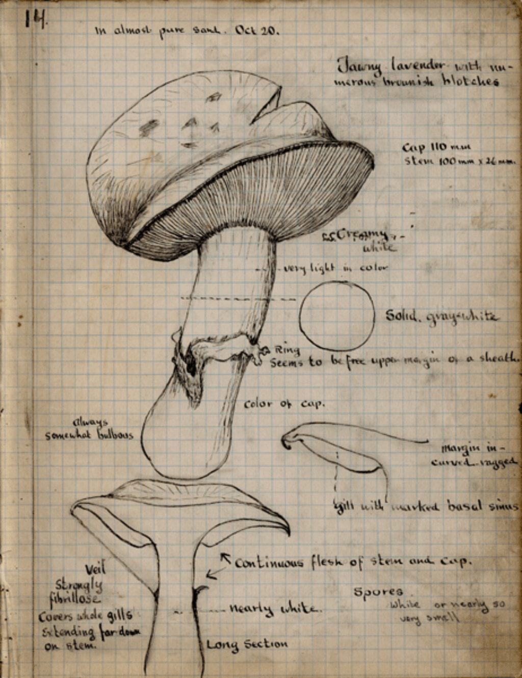 Nature Museum | Herman Silas Pepoon
