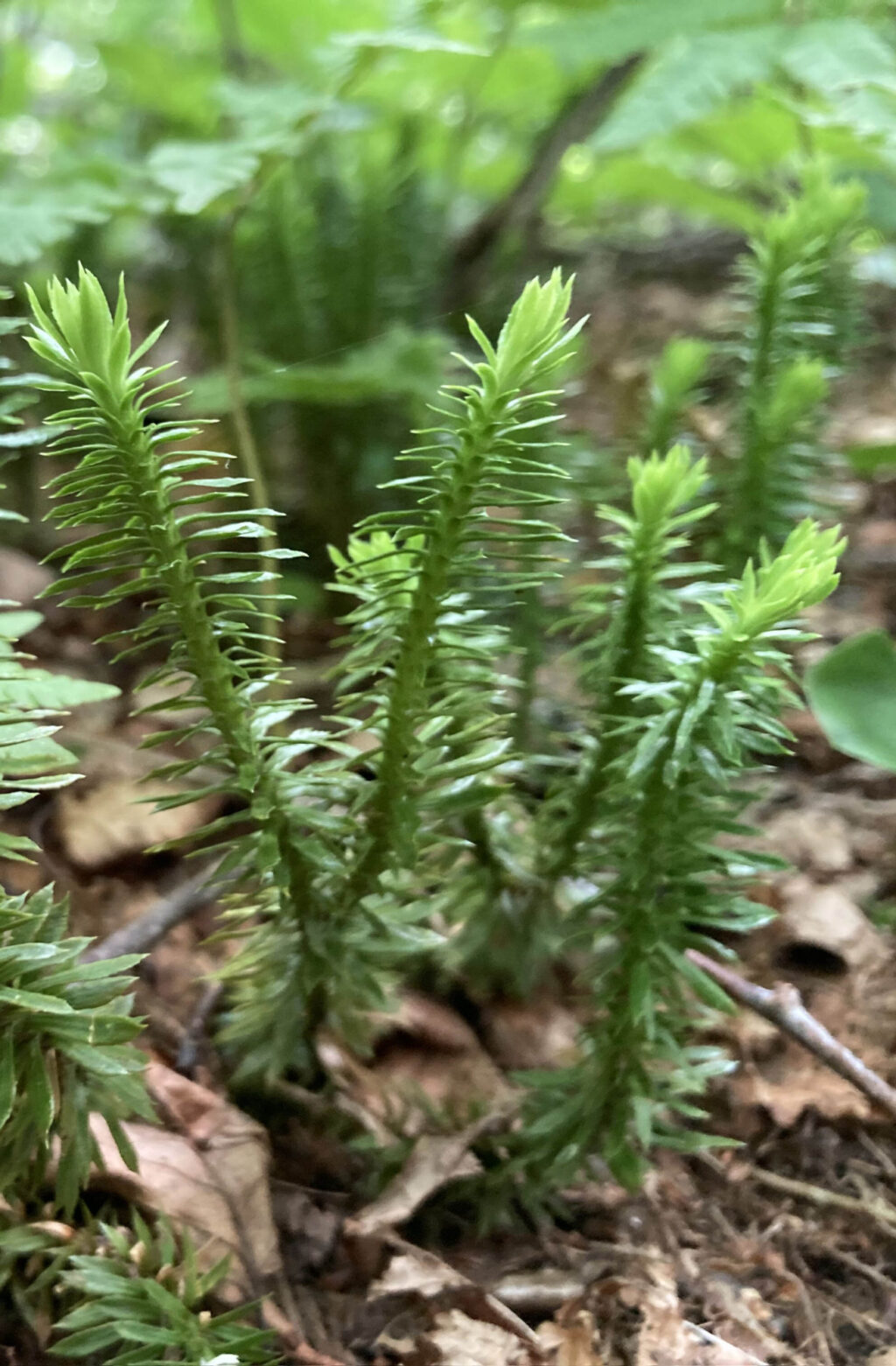 Nature Museum | Club Mosses and their Mighty Ancestors
