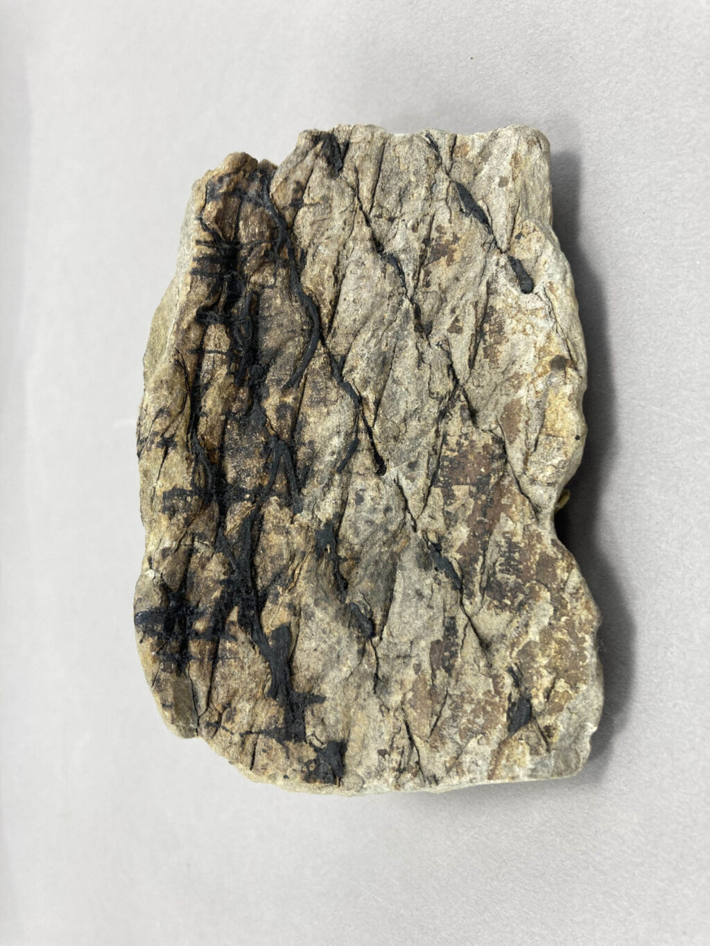 Nature Museum | Club Mosses and their Mighty Ancestors