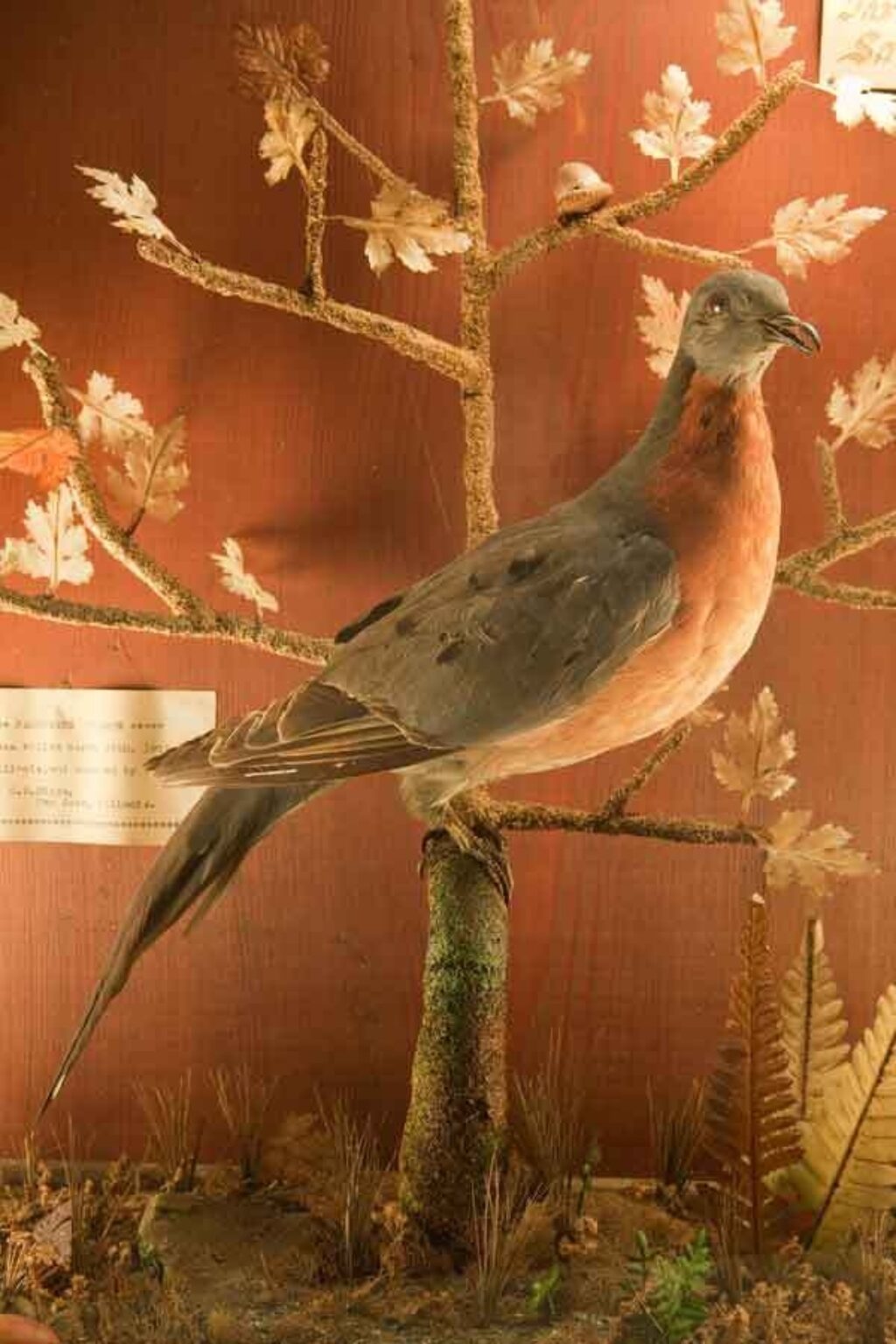 Nature Museum | Year of the Passenger Pigeon