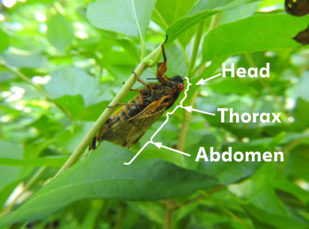 Nature Museum | Everything You Need To Know About…