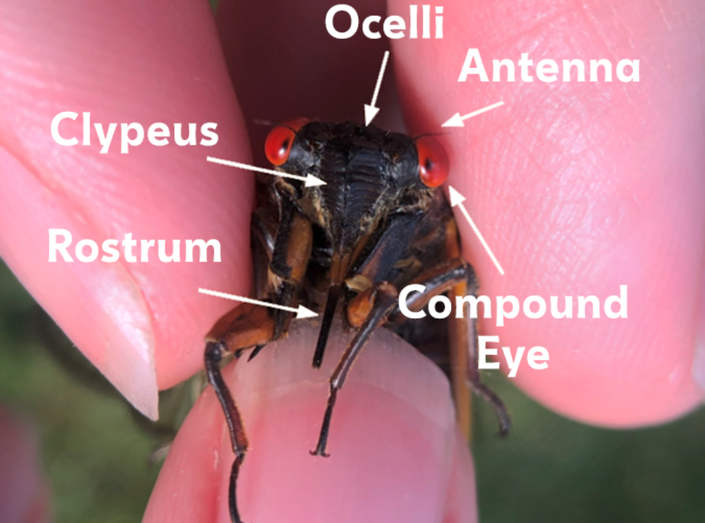 Nature Museum | Everything You Need To Know About…