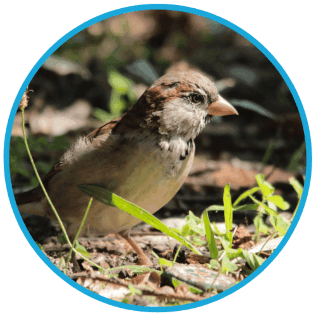 Nature Museum | Exploring Chicago Birds