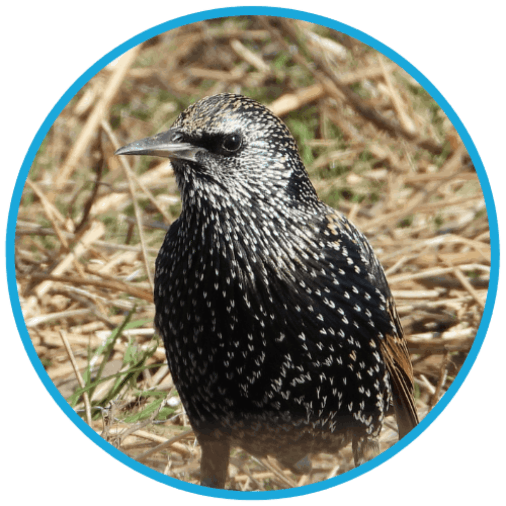 Nature Museum | Exploring Chicago Birds