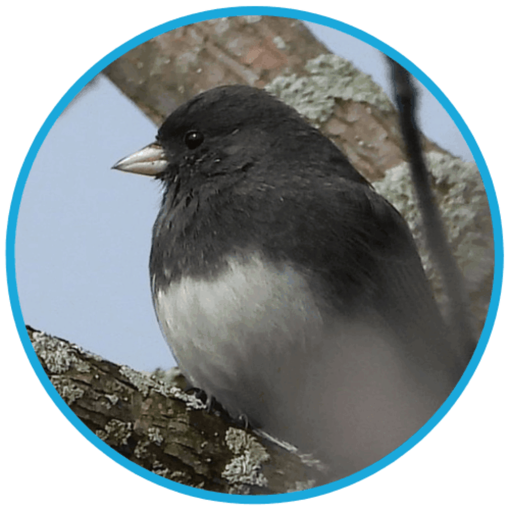 Nature Museum | Exploring Chicago Birds