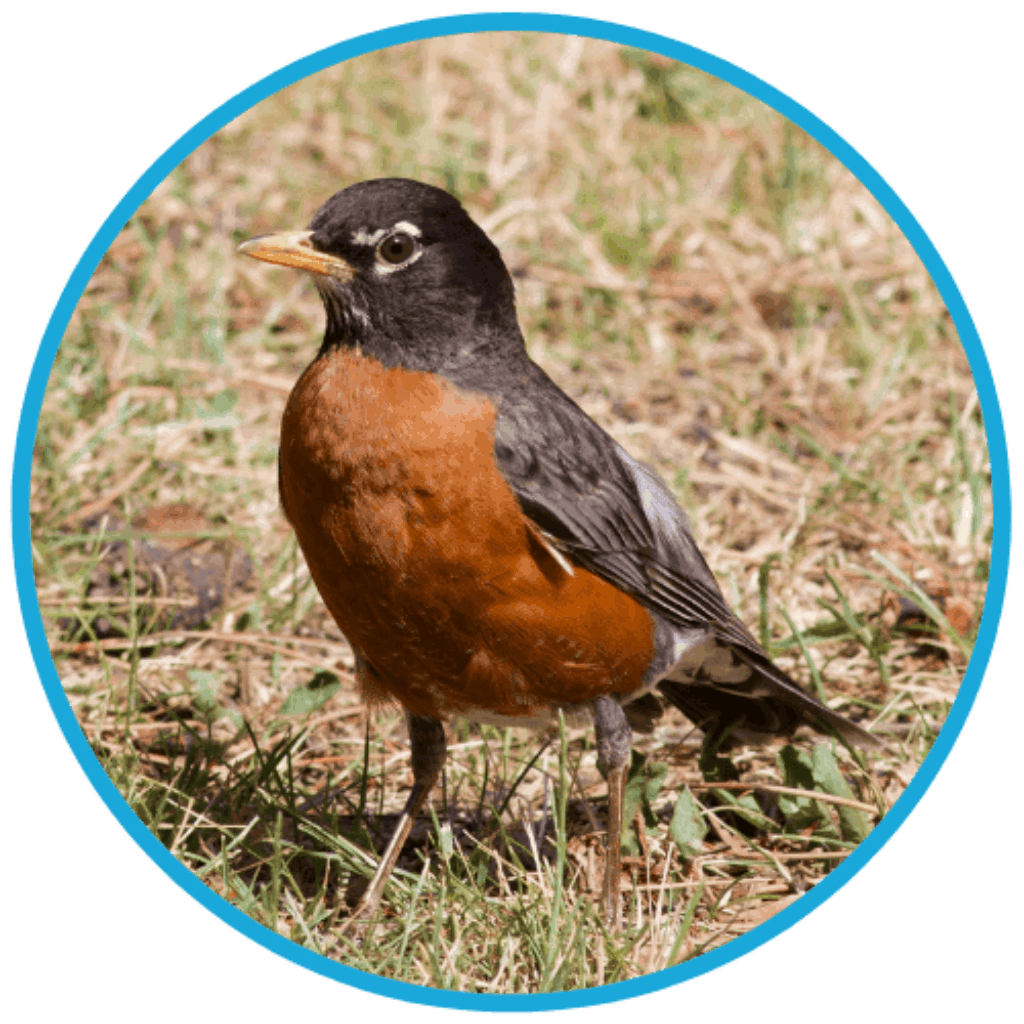 Nature Museum | Exploring Chicago Birds