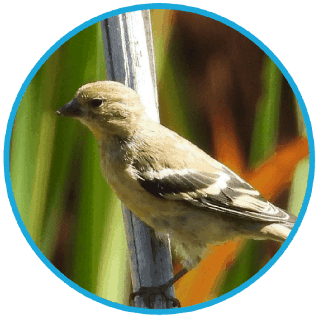 Nature Museum | Exploring Chicago Birds