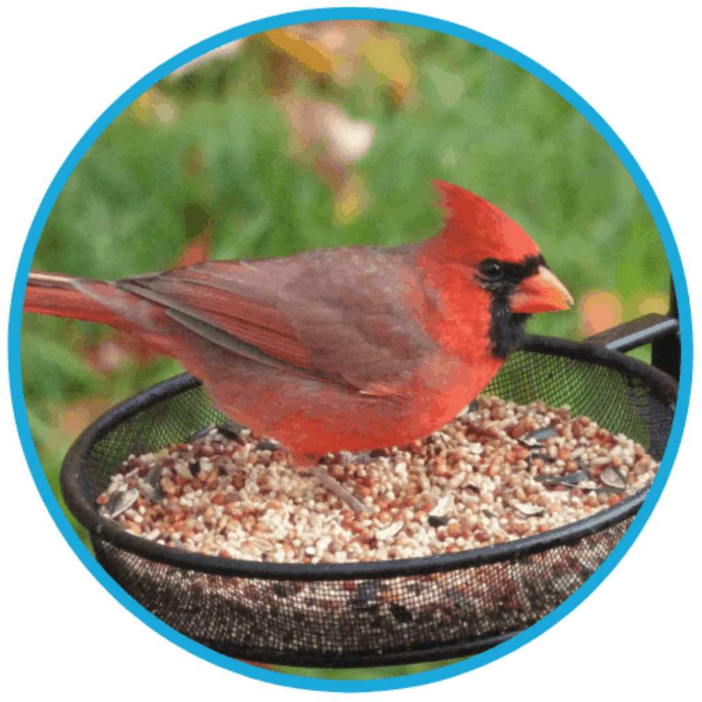 Nature Museum | Exploring Chicago Birds