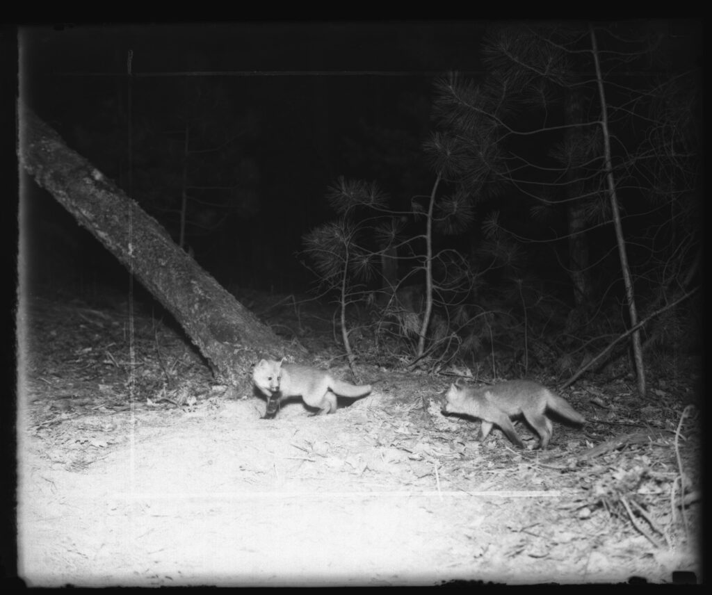 Nature Museum | Taking animal self portraits with…