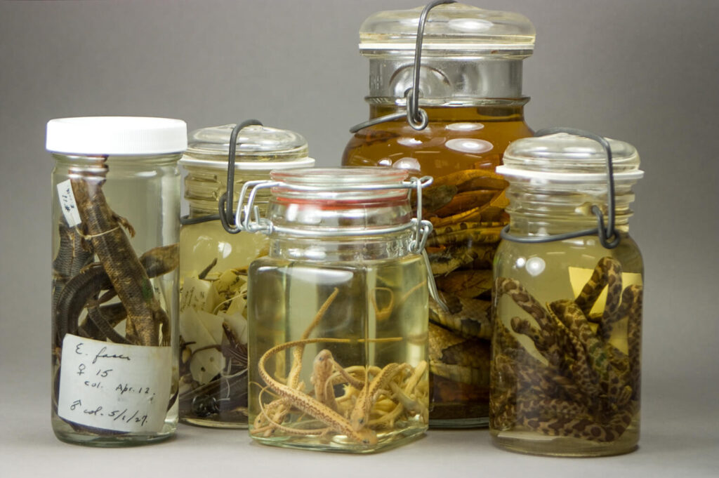 Nature Museum | How do museums preserve reptile…