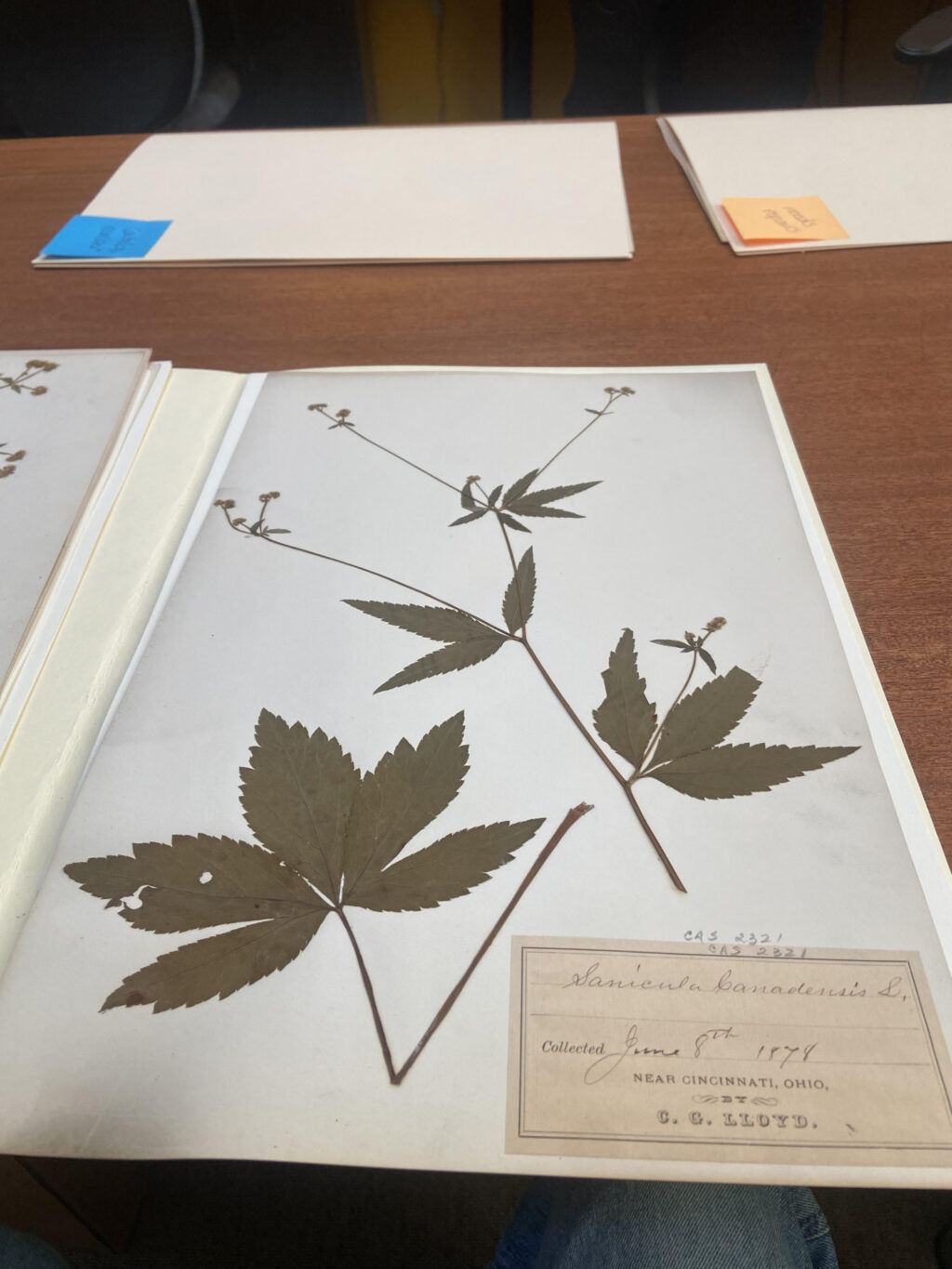 Nature Museum | The Importance of Herbarium Records in…