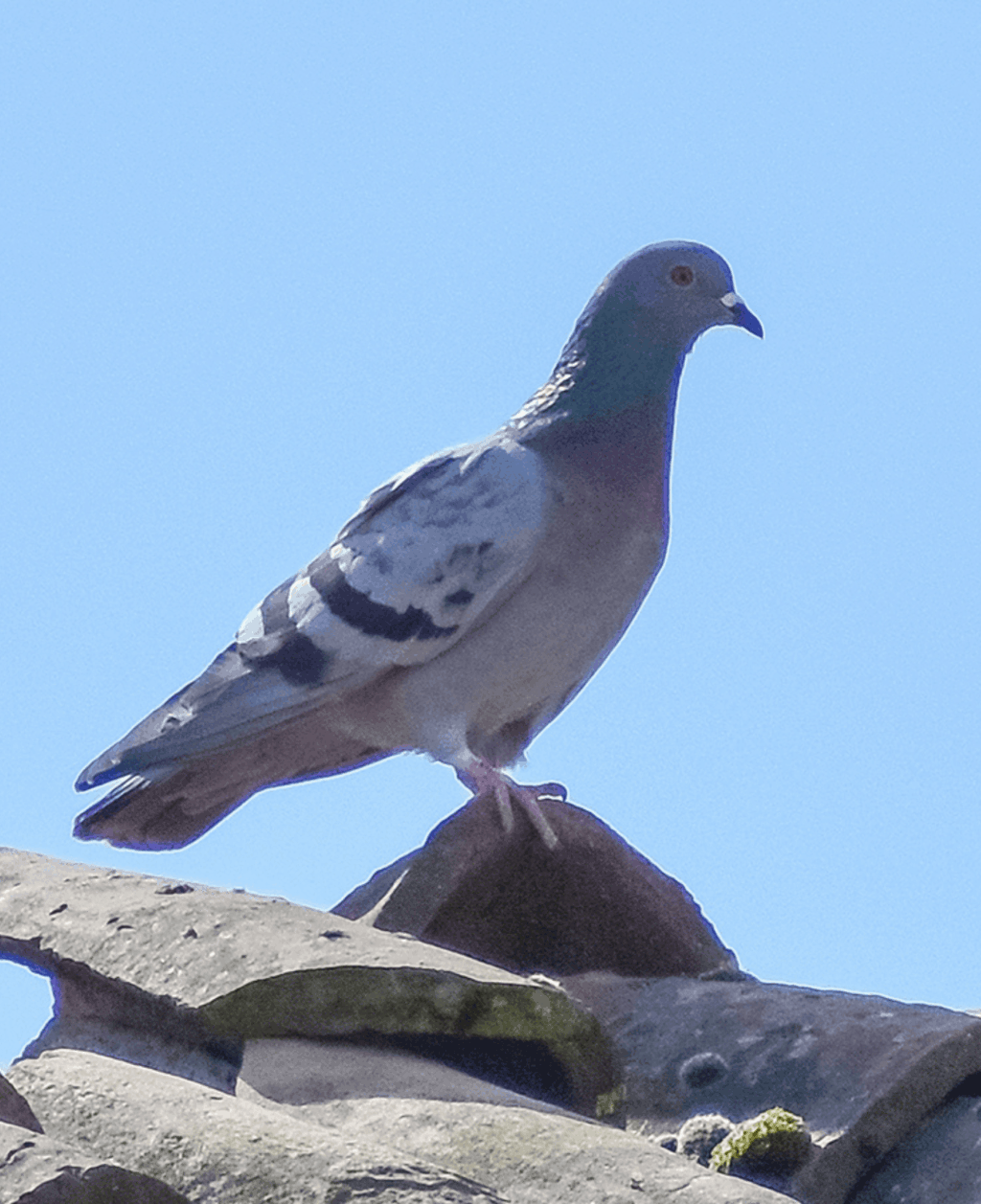 Nature Museum | Invasive birds in Chicago?