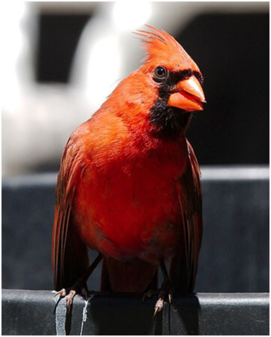 Nature Museum | Why are Tropical Birds so Colorful?