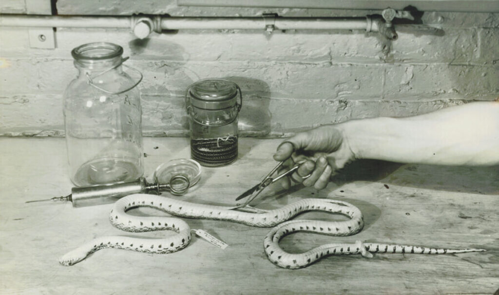 Nature Museum | How do museums preserve reptile…