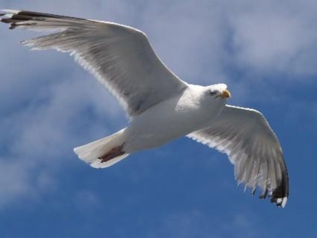 Nature Museum | Facts of flight