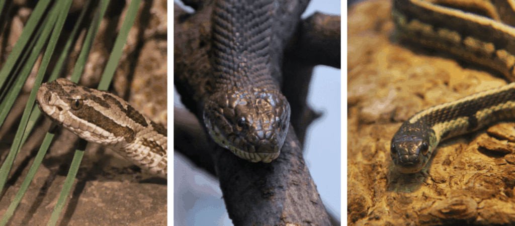Nature Museum | How do reptiles have babies?