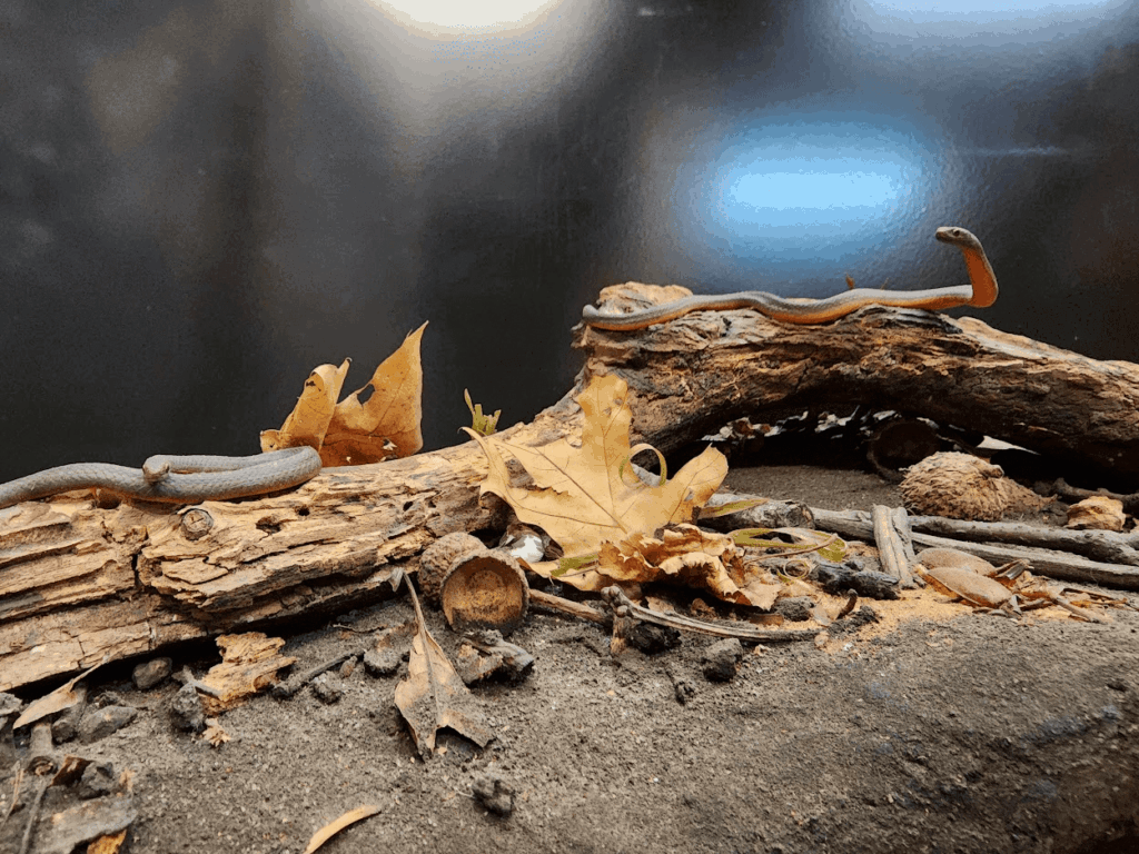 Nature Museum | The Red-Bellied Snake