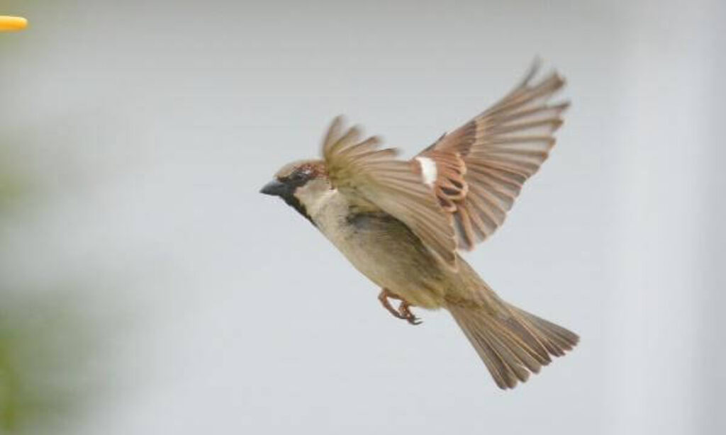 Nature Museum | Facts of flight