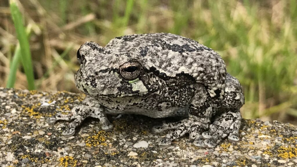 Nature Museum | Calling Frog Survey