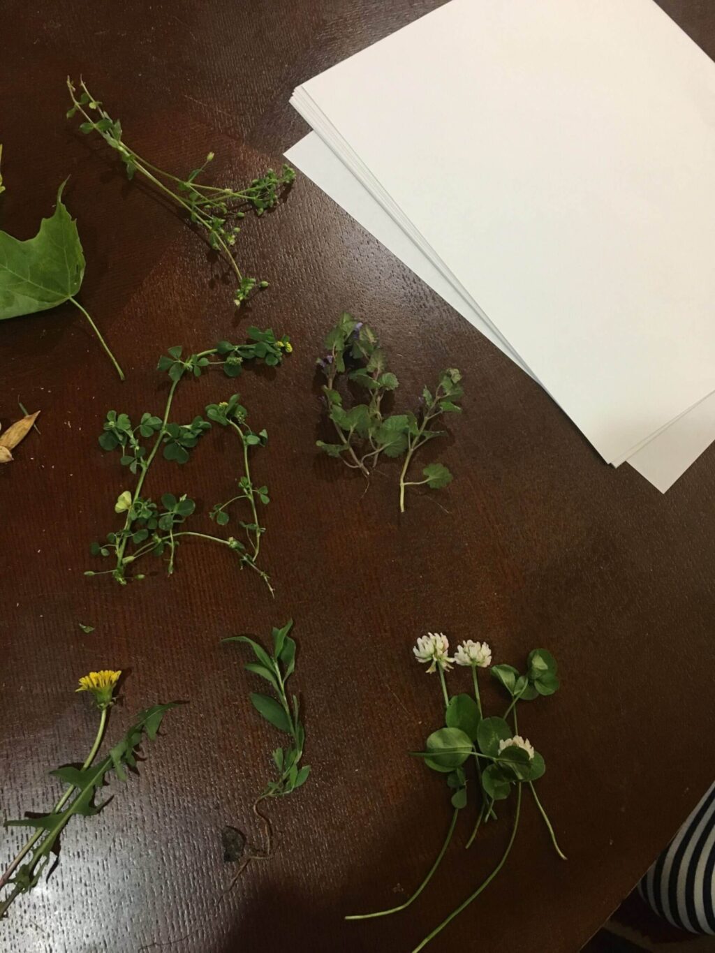 Nature Museum | How to press plants at home