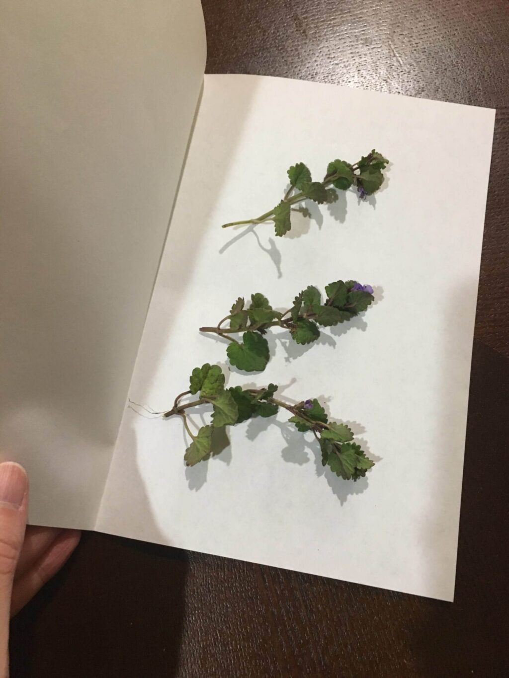 Nature Museum | How to press plants at home