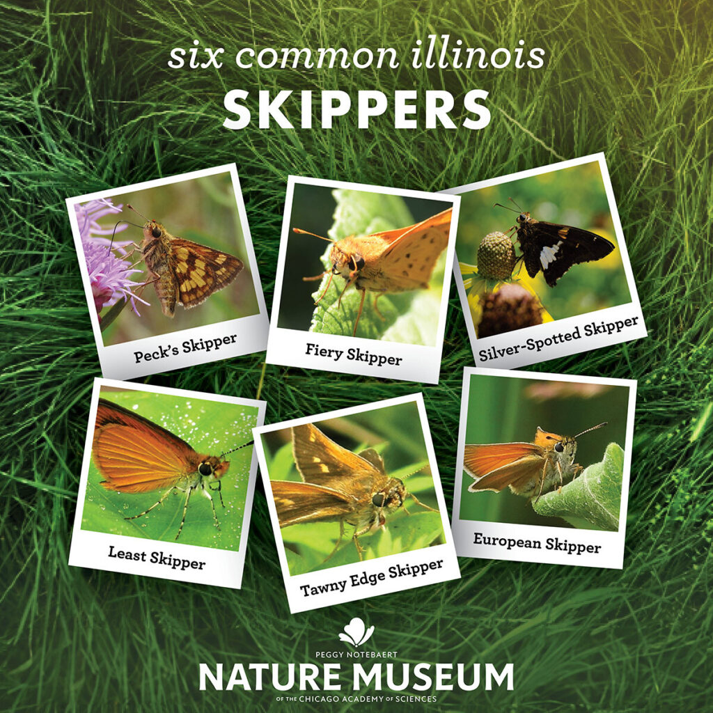 Nature Museum | What Are Skippers?