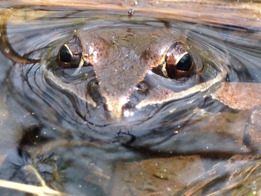 Nature Museum | What happens to wood frogs in winter?
