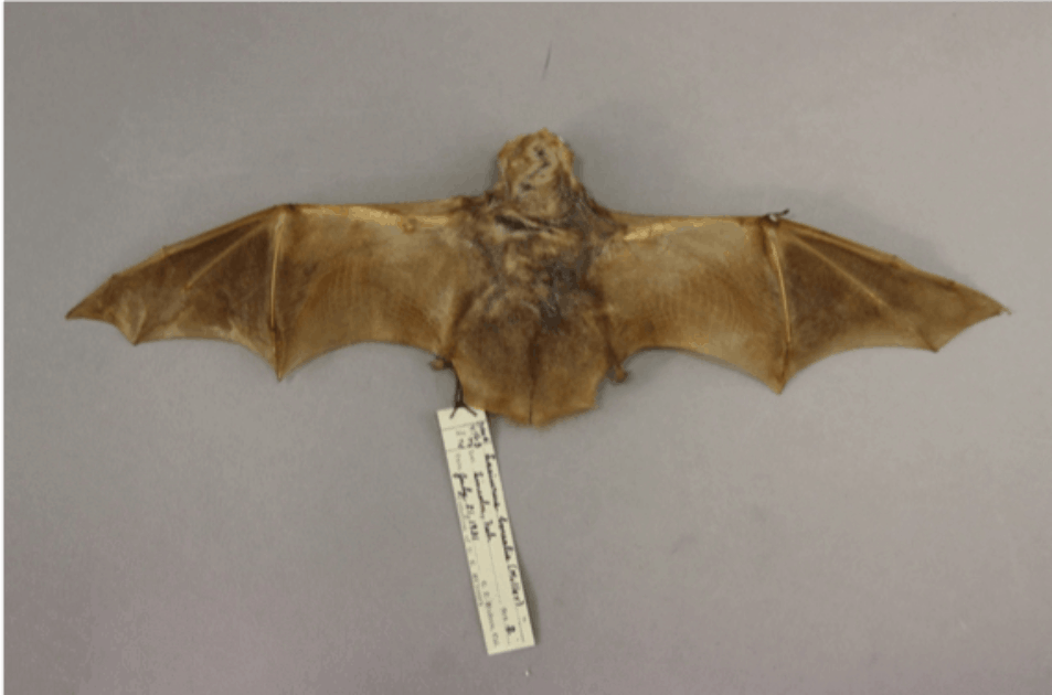 Nature Museum | Bats are SUPERHEROES!