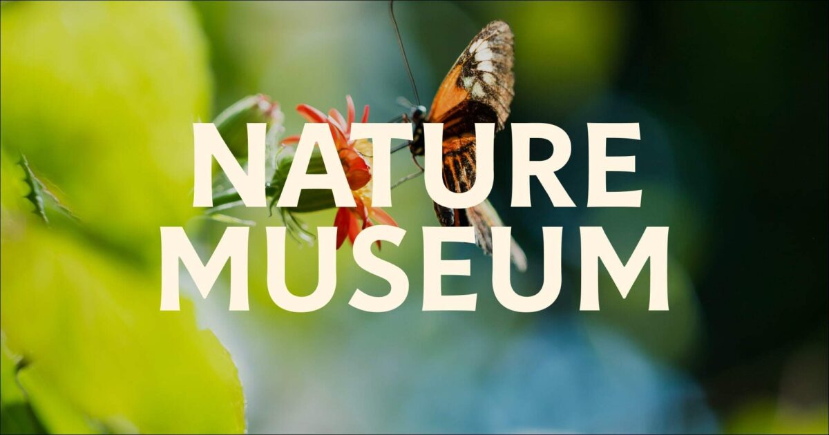 Nature Museum | Judy Istock Butterfly Haven