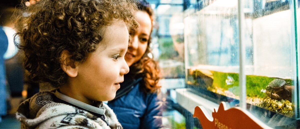 Nature Museum | 7 Tips for Teaching Nature and Science…