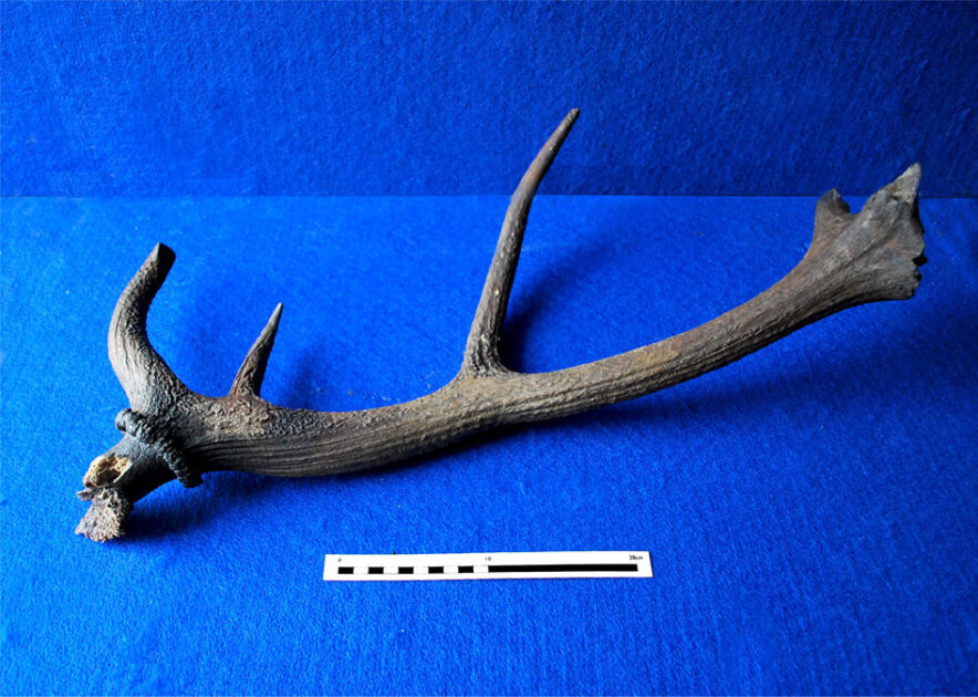 Nature Museum | Is a horn an antler? Is an antler a…