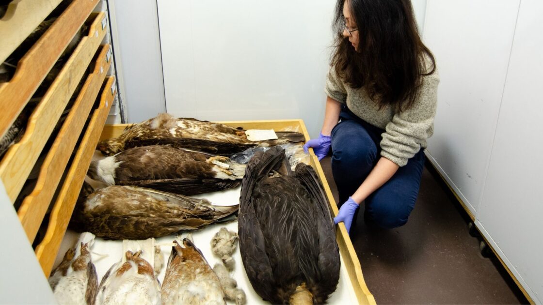 Nature Museum | Nearly extinct species
