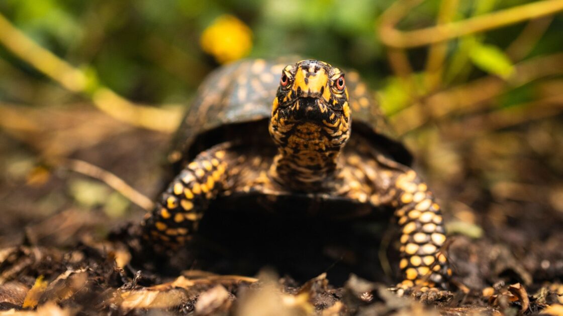 Nature Museum | What’s the Fastest Turtle?