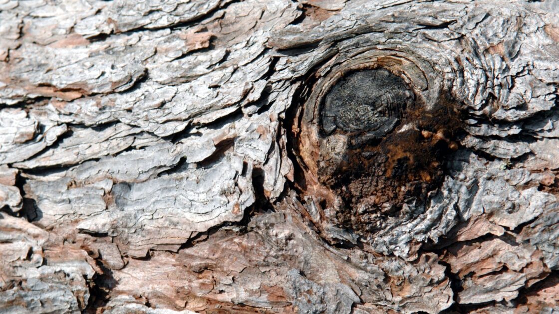 Nature Museum | Why Do Trees Have Knots?