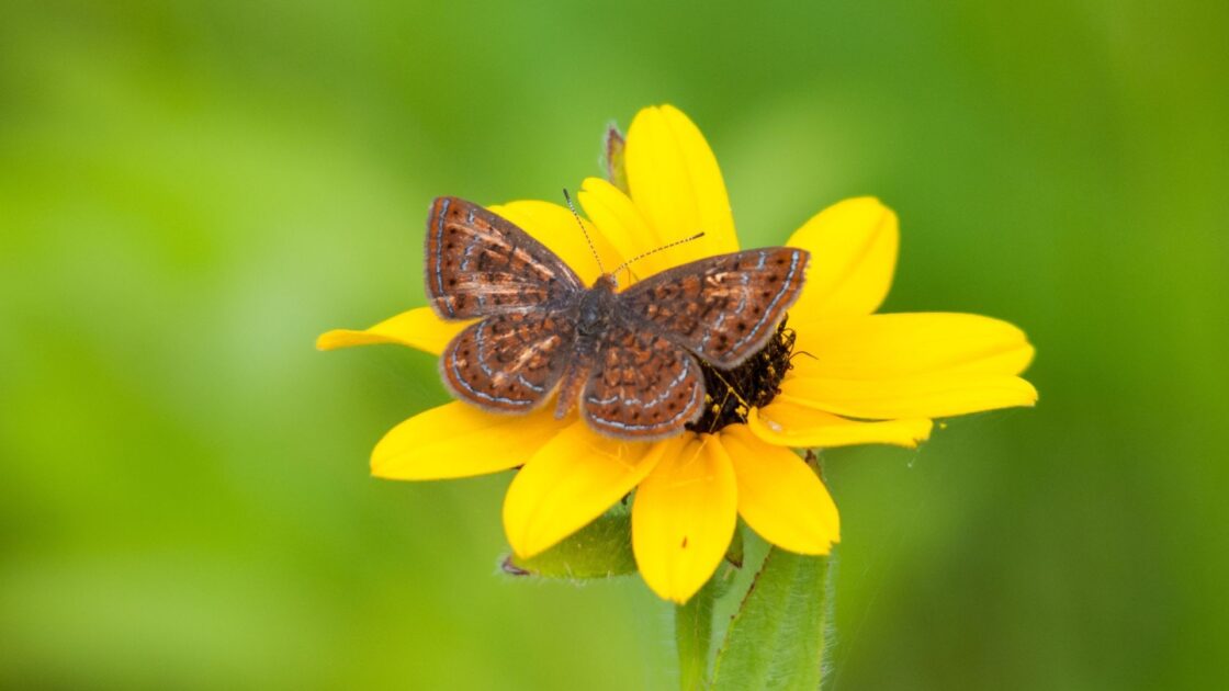 Nature Museum | The Return of Swamp Metalmarks