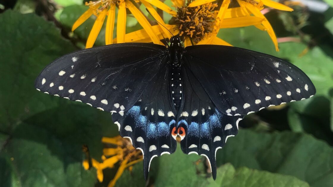 Nature Museum | 6 Common Butterflies You’ll See In…
