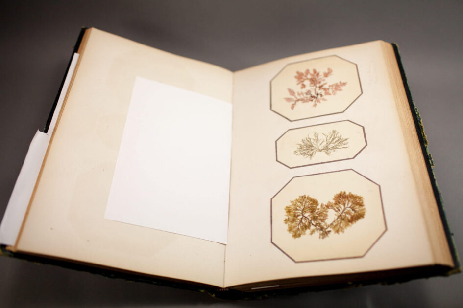 Nature Museum | Elizabeth Emerson Atwater