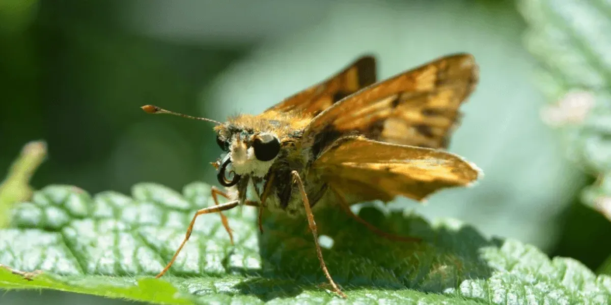 Nature Museum | What Are Skippers?