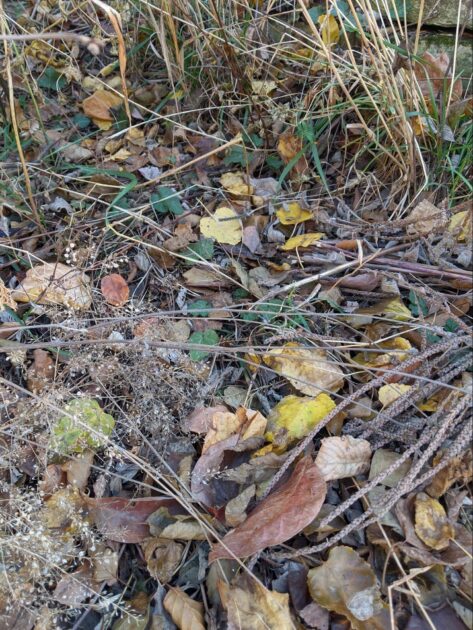 Nature Museum | Exploring leaf litter