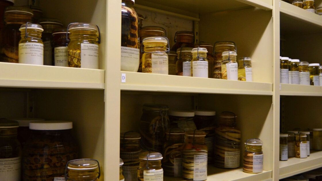 Nature Museum | How do museums preserve reptile…