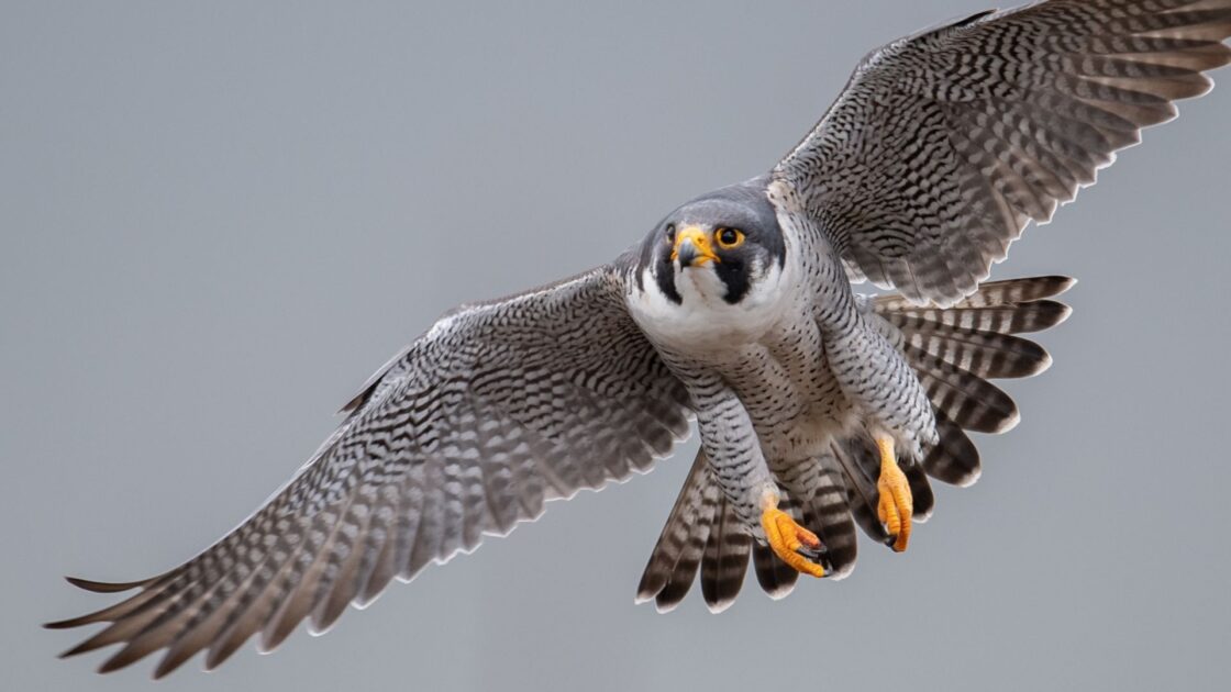 Nature Museum | Peregrine falcons in Chicago