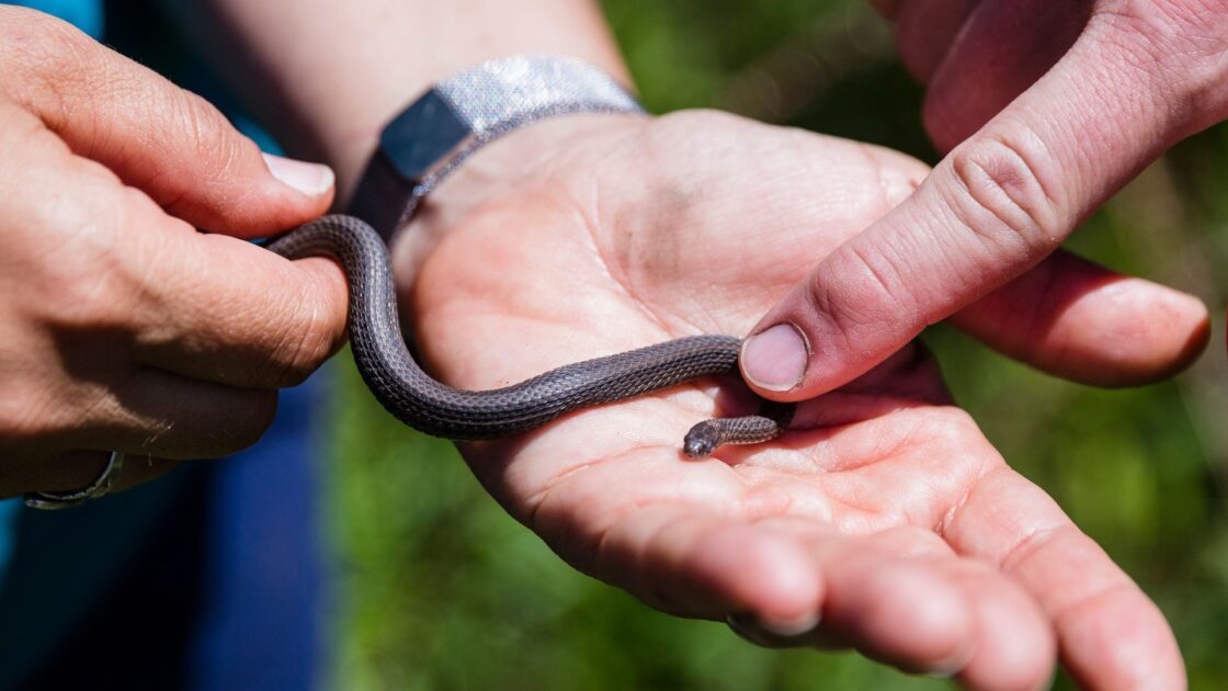 Nature Museum | What do snakes do in the winter?