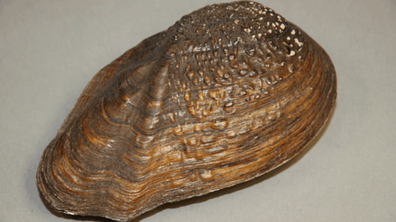 Nature Museum | Founder’s Week Celebration 2015