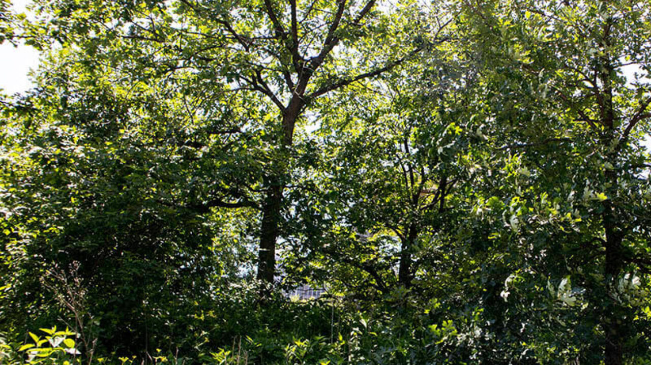 Nature Museum | Deb Lahey Nature Trails