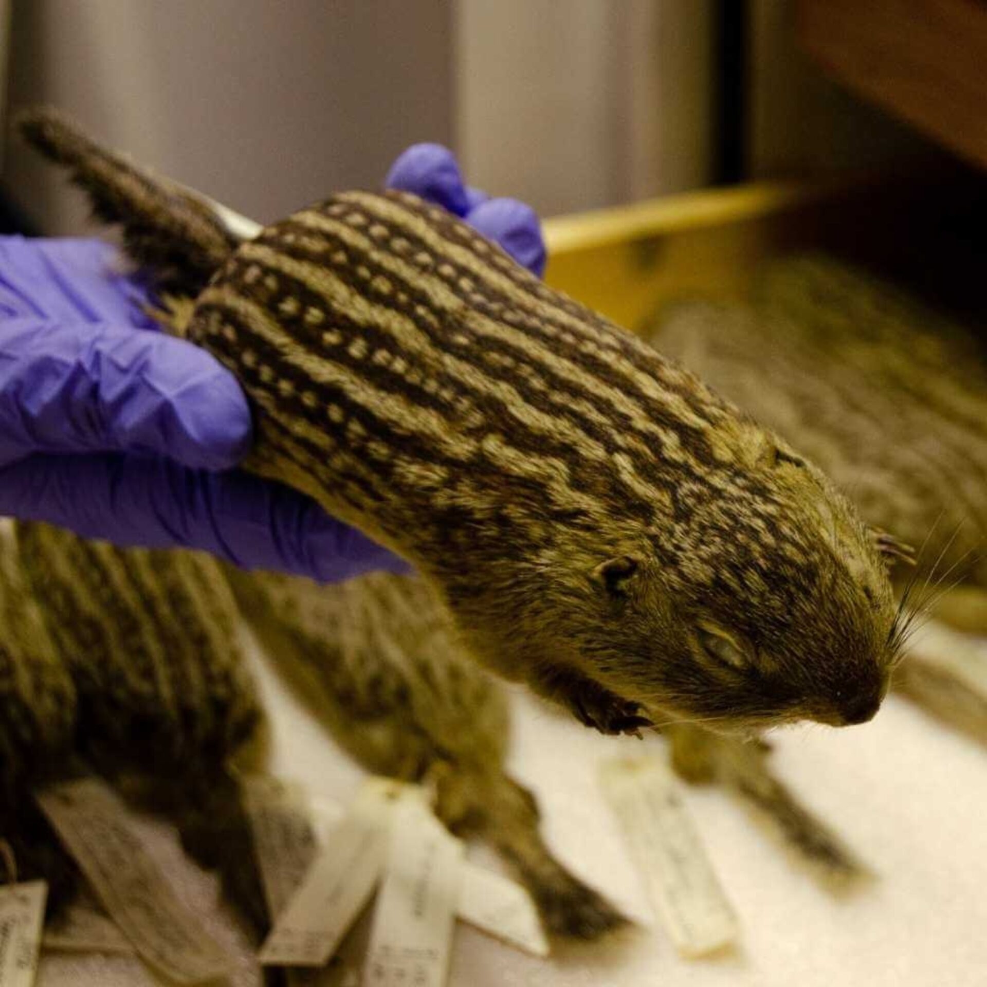 Nature Museum | Beecher Collections Laboratory