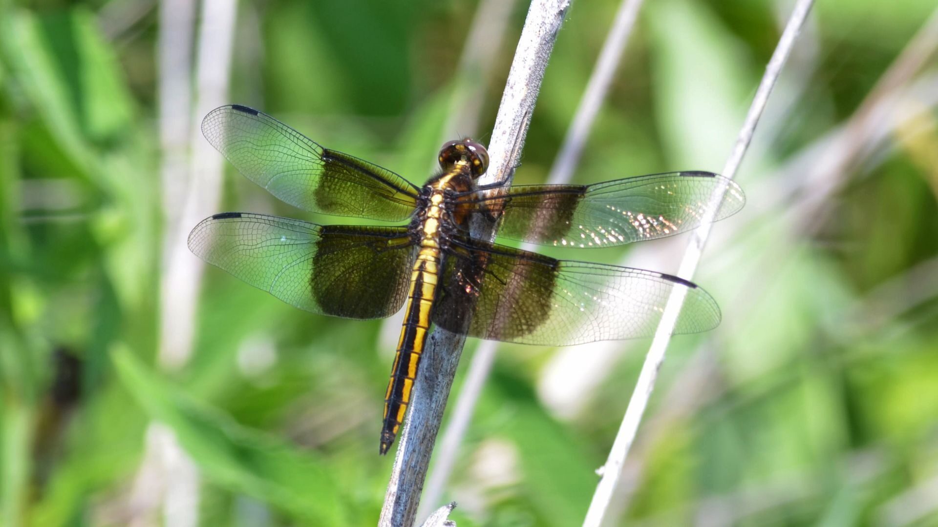 Nature Museum | Illinois Odonate Survey