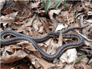 Nature Museum | What do snakes do in the winter?