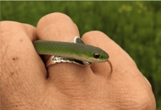 Nature Museum | What do snakes do in the winter?