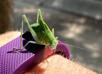Nature Museum | Puzzling together insect metamorphosis